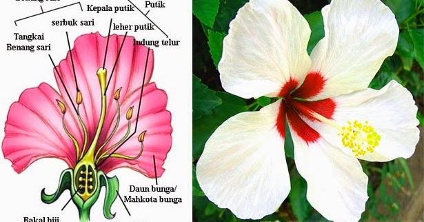 Terbaru 11+ Gambar Anatomi Bunga Kembang Sepatu - Gambar Bunga Indah